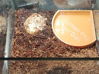 reptile water dish by Paul Sitterly | Download free STL model ...