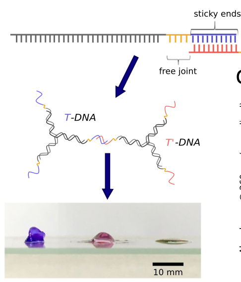 Connectors for DNA gelling model by LIBRE hub | Download free STL model ...