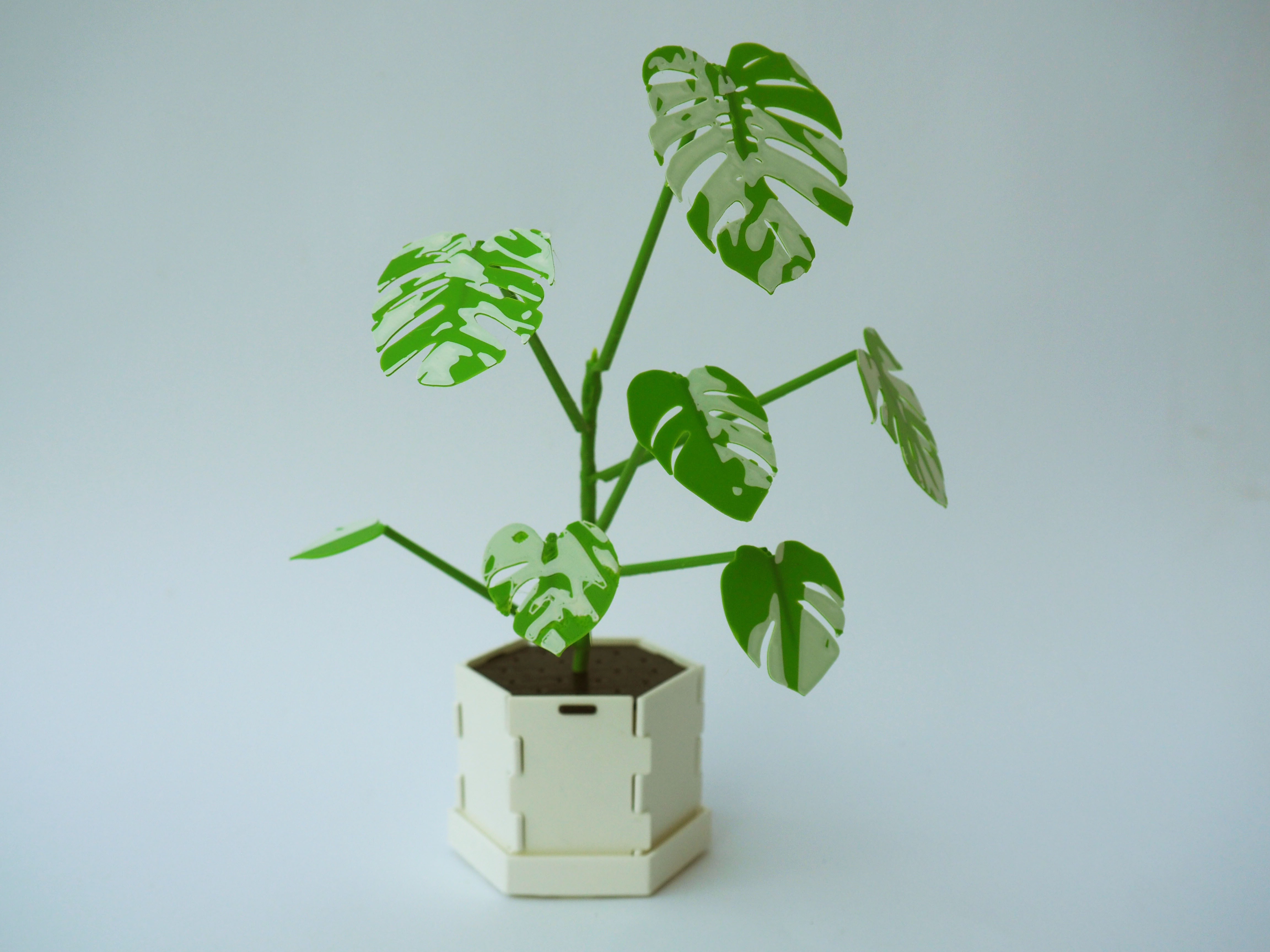 Immortal Monstera Variegata Kit Card by Ania Kompa | Download free STL ...