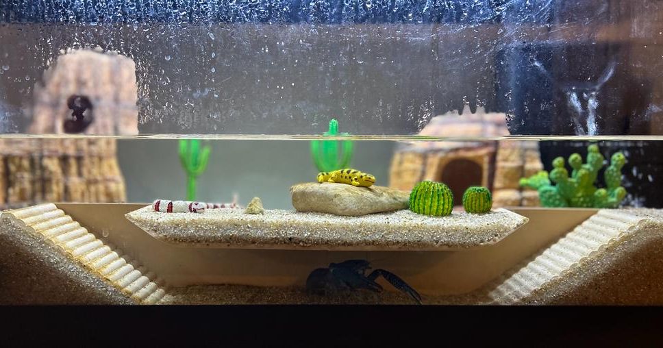 Fish Tank Tunnel by kfernald | Download free STL model | Printables.com