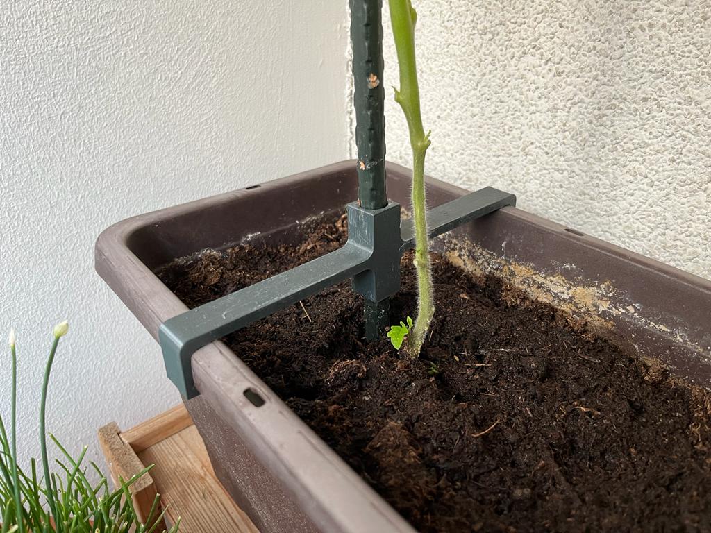 Tomato stick holder by zababa | Download free STL model | Printables.com