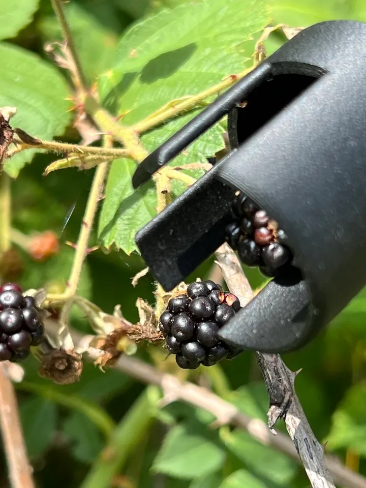 Brombeer Pflücker / Blackberry Picker by Rs | Download free STL model ...