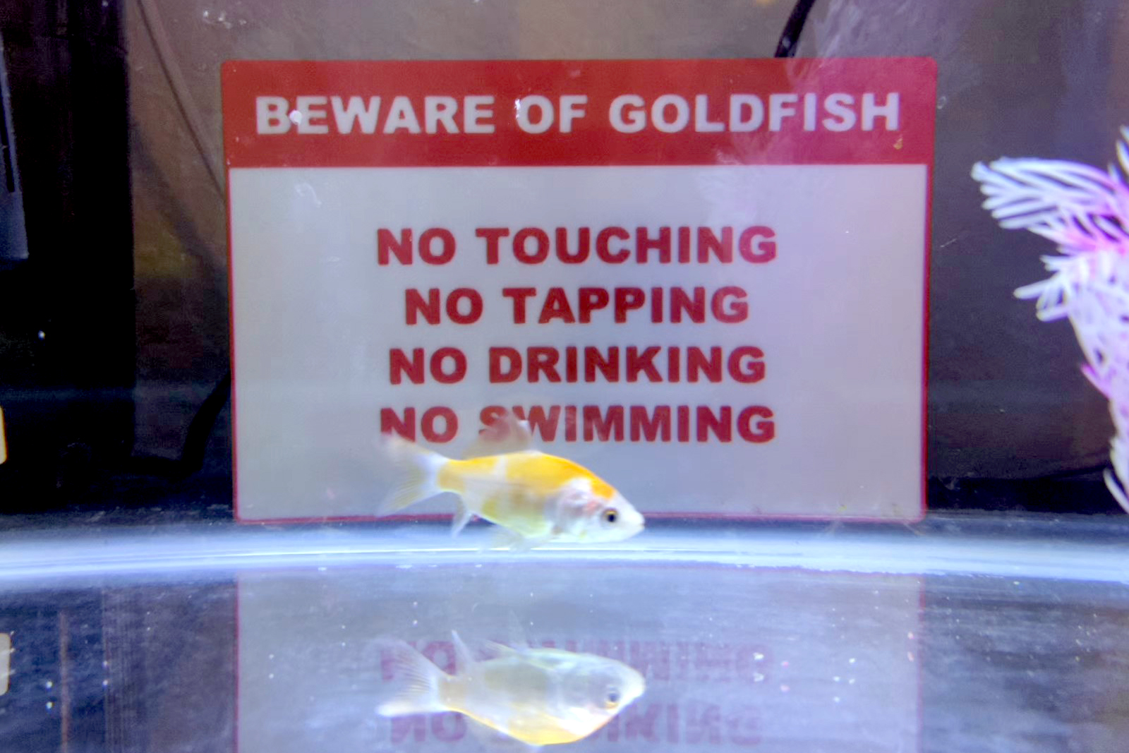 Beware of Goldfish Sign Rules by asdfbandit | Download free STL model ...