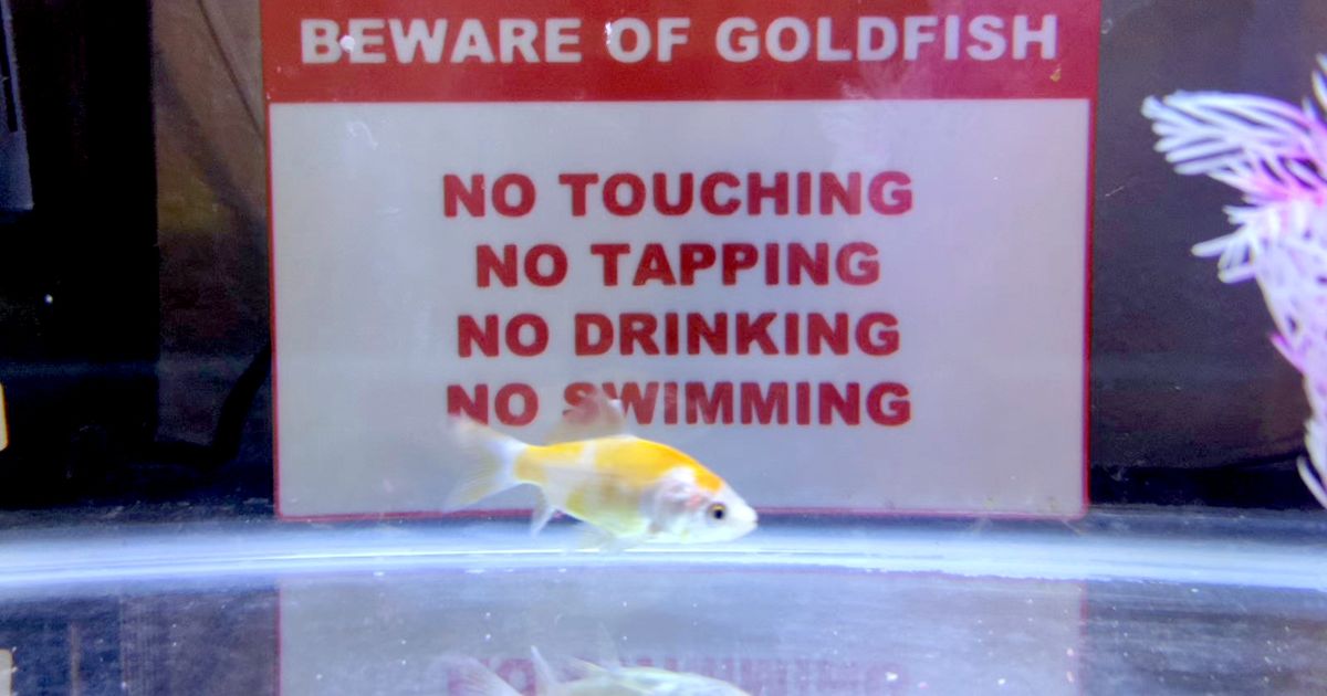 Beware of Goldfish Sign Rules by asdfbandit | Download free STL model ...