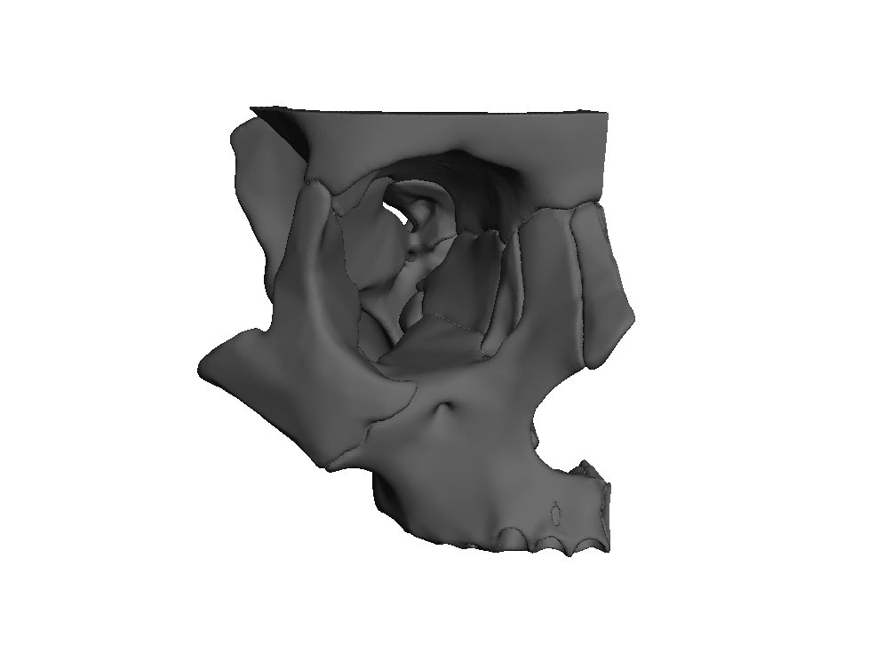 Orbit bones anatomical model by diegotrap | Download free STL model ...