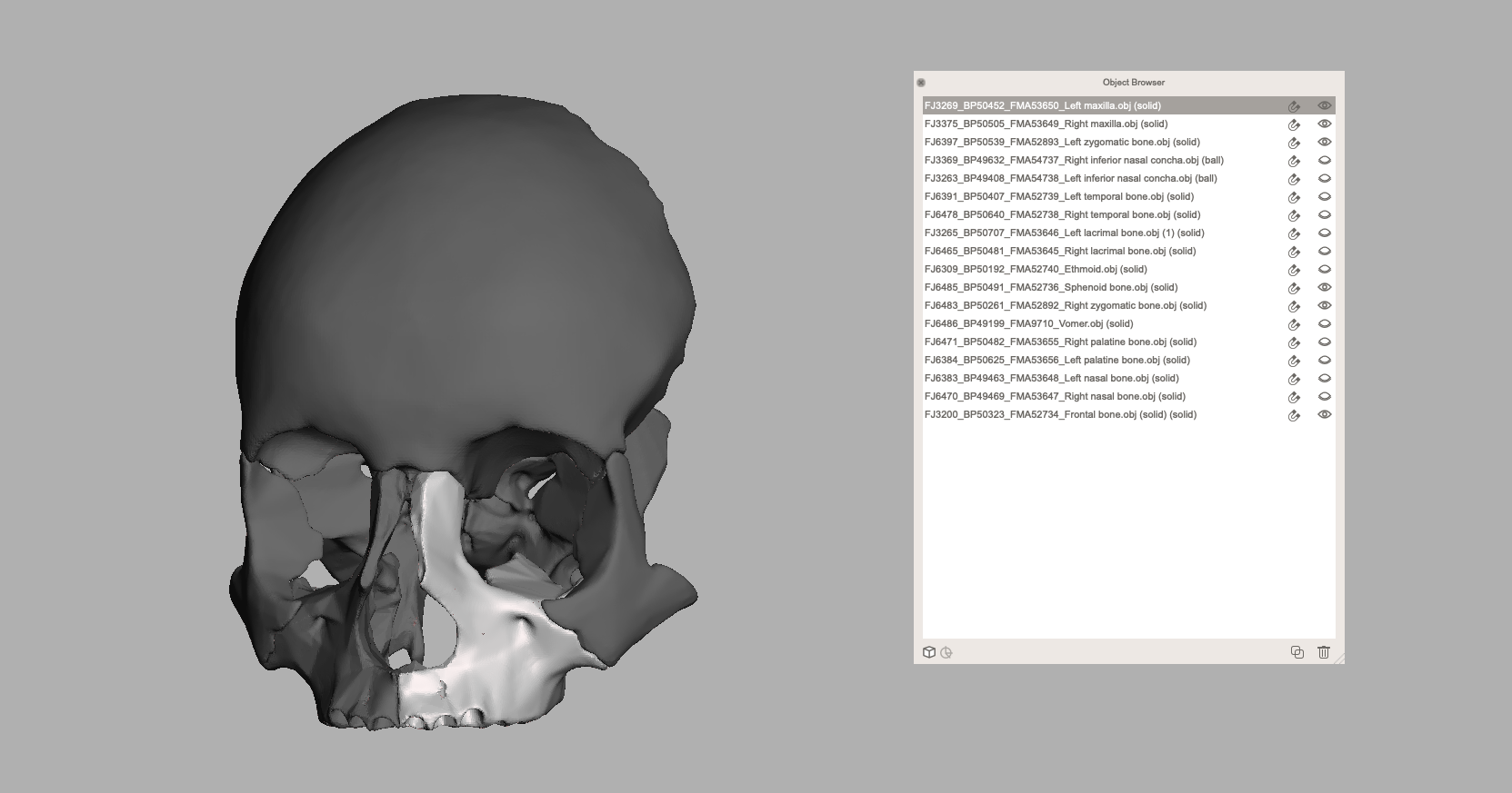 Orbit bones anatomical model by diegotrap | Download free STL model ...