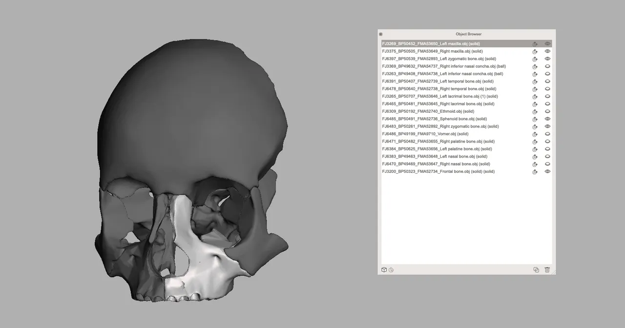Orbit bones anatomical model by diegotrap | Download free STL model ...