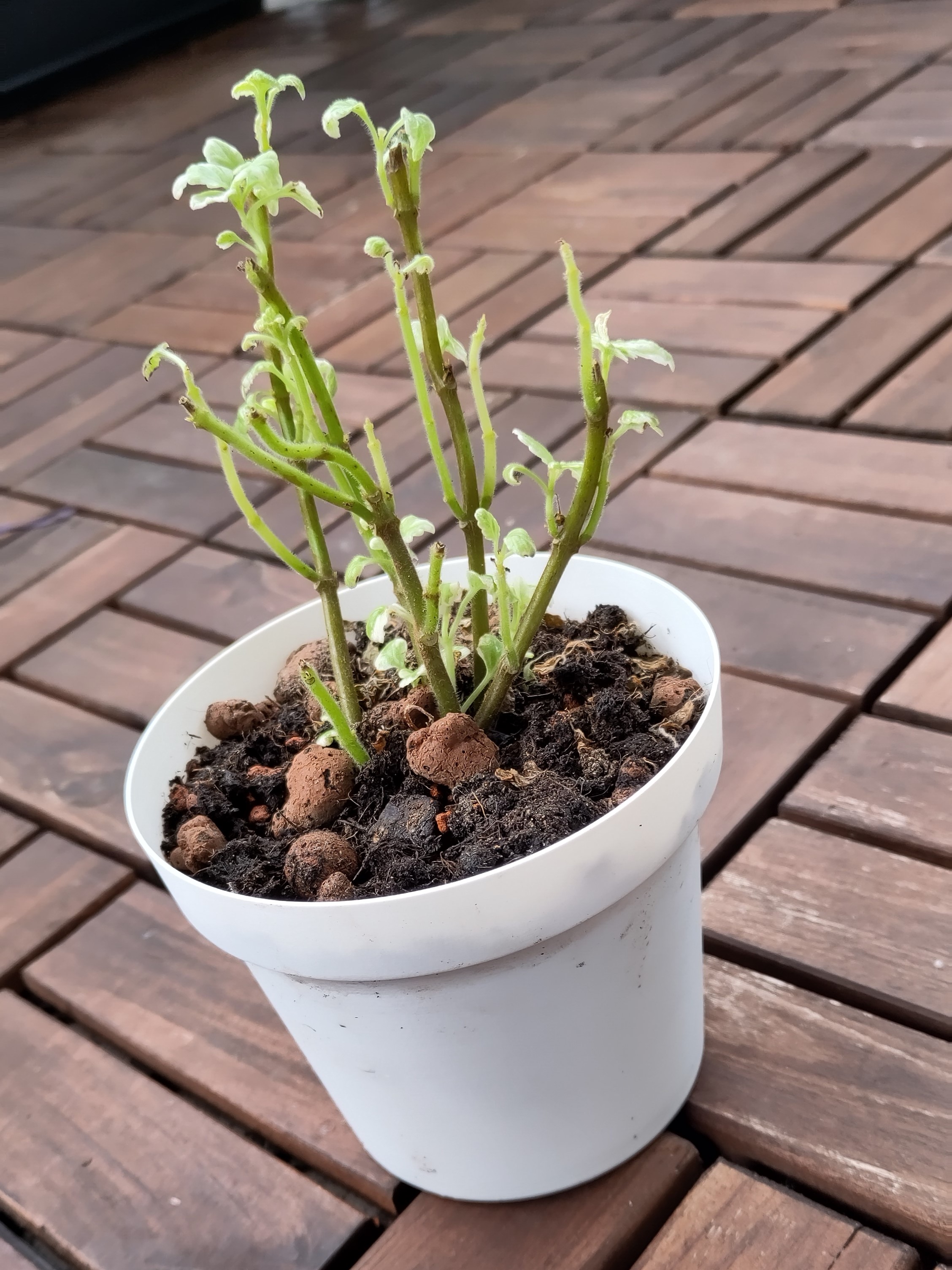 DIY Planter - Drainage Pot - 120mm - Vase Mode by KrisK | Download free ...