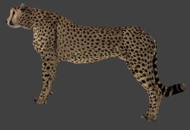 Cheetah Mesh by Books | Download free STL model | Printables.com