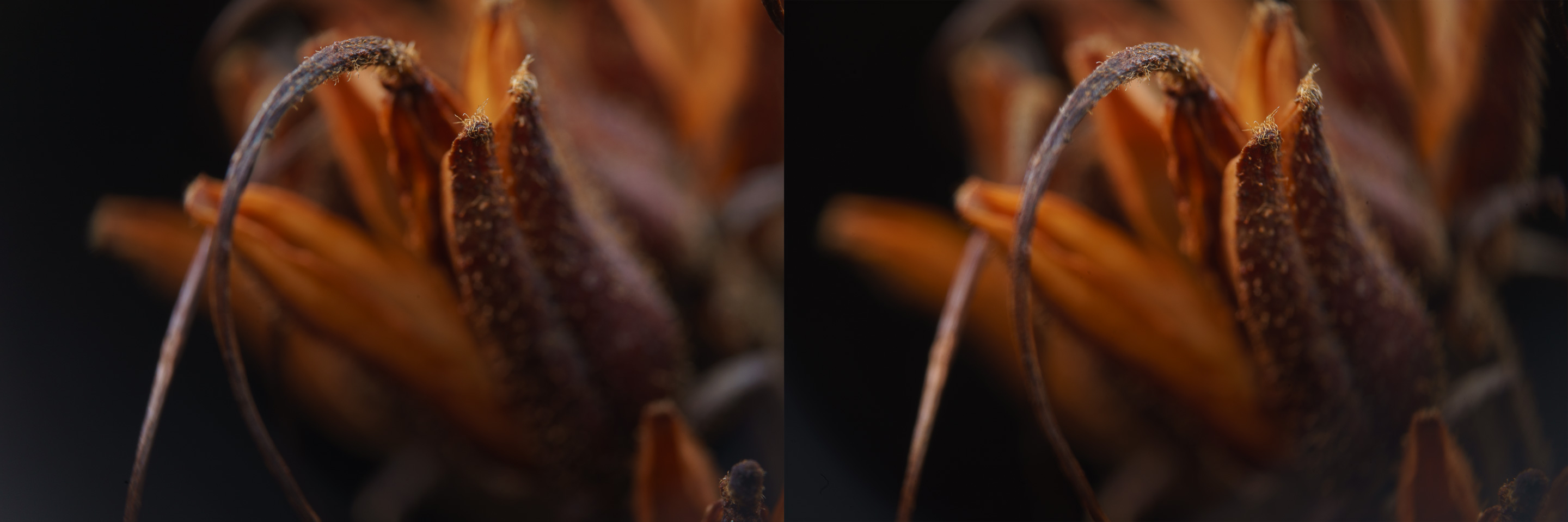 Stereoscopic 3D macro lens (2x magnification) for Sony FE cameras by ...