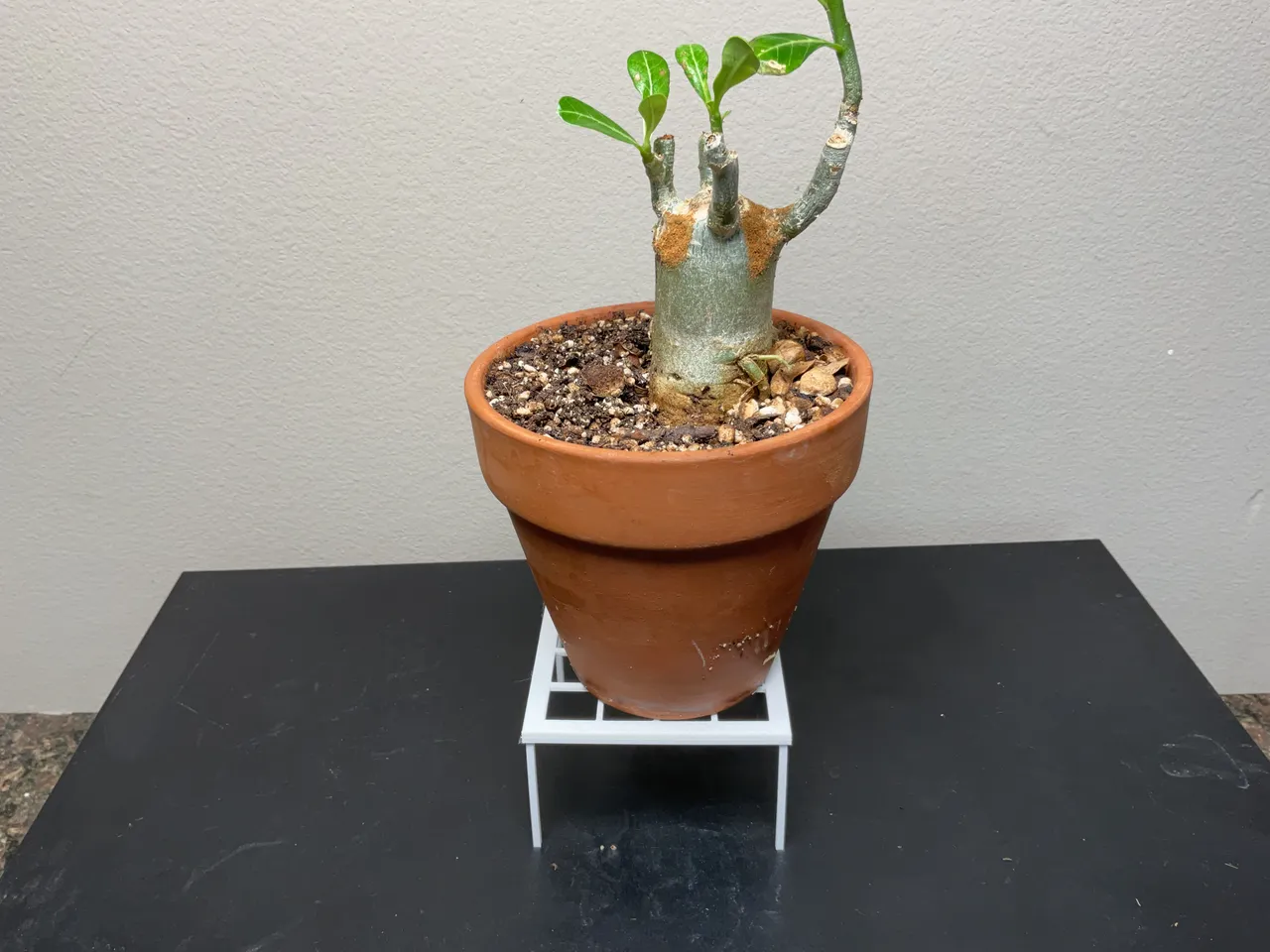 Plant stand by Bryant Yu | Download free STL model | Printables.com