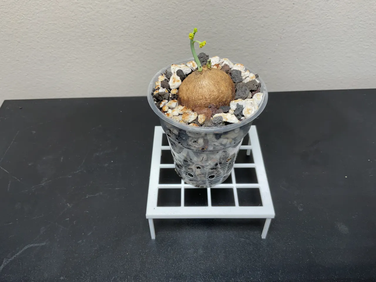 Plant stand by Bryant Yu | Download free STL model | Printables.com