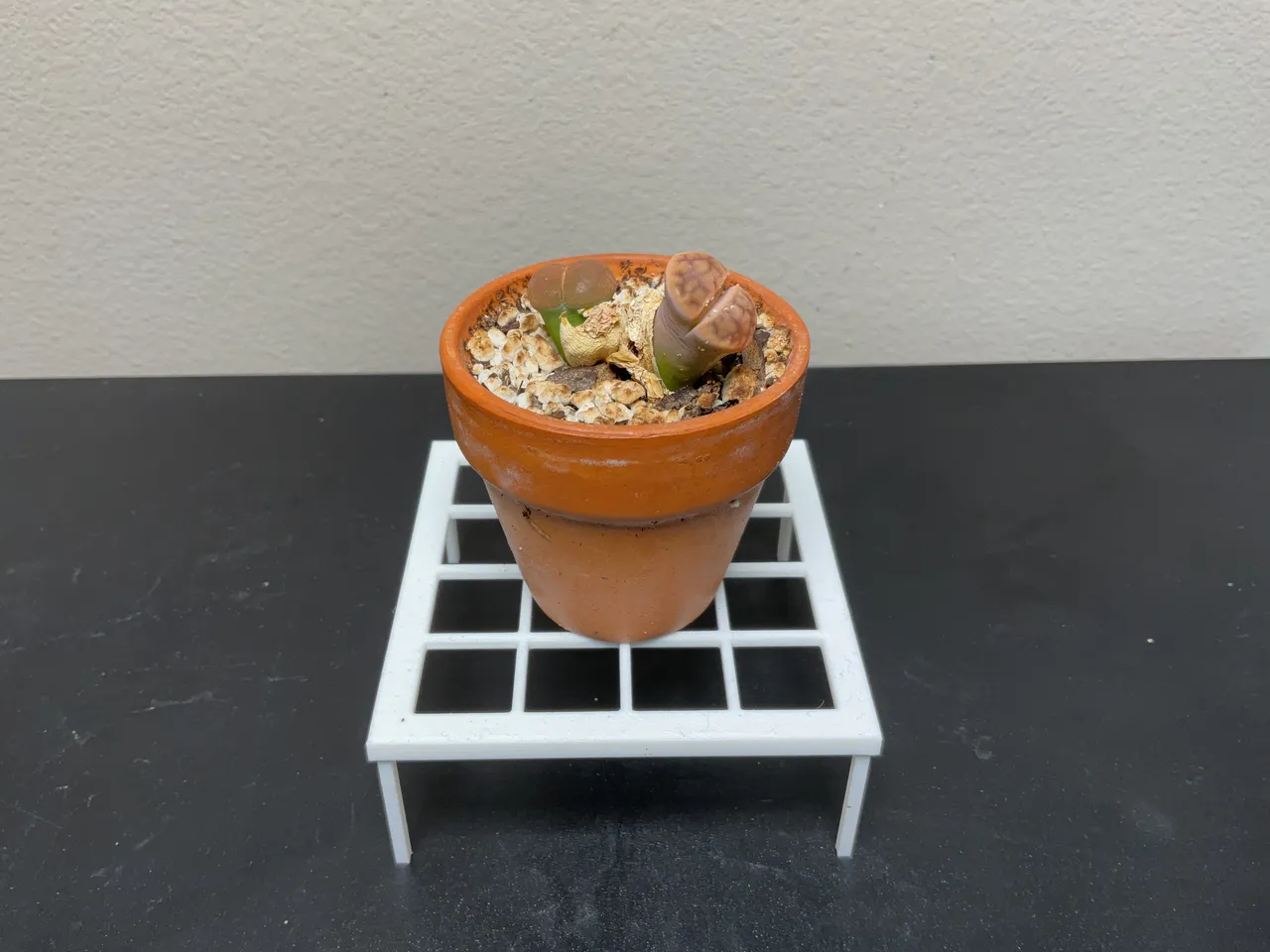 Plant stand by Bryant Yu | Download free STL model | Printables.com