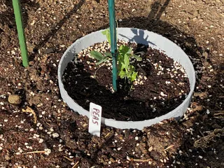 Plant watering ring by Bjorn_Fjord | Download free STL model ...