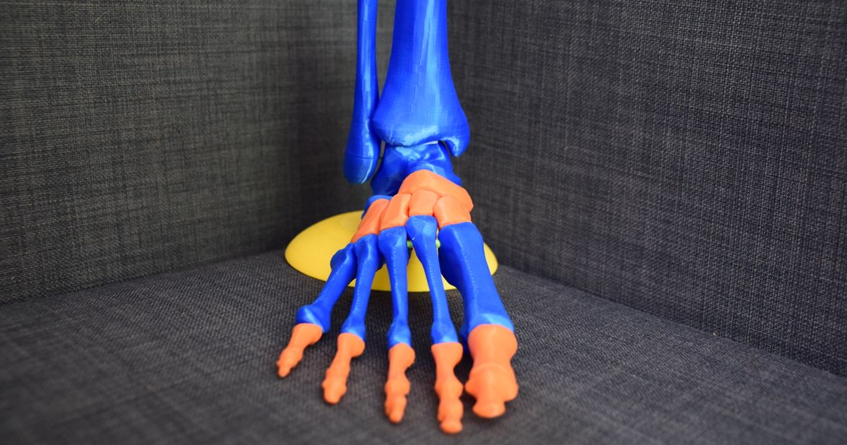 Human Foot Model by BARTACUS | Download free STL model | Printables.com