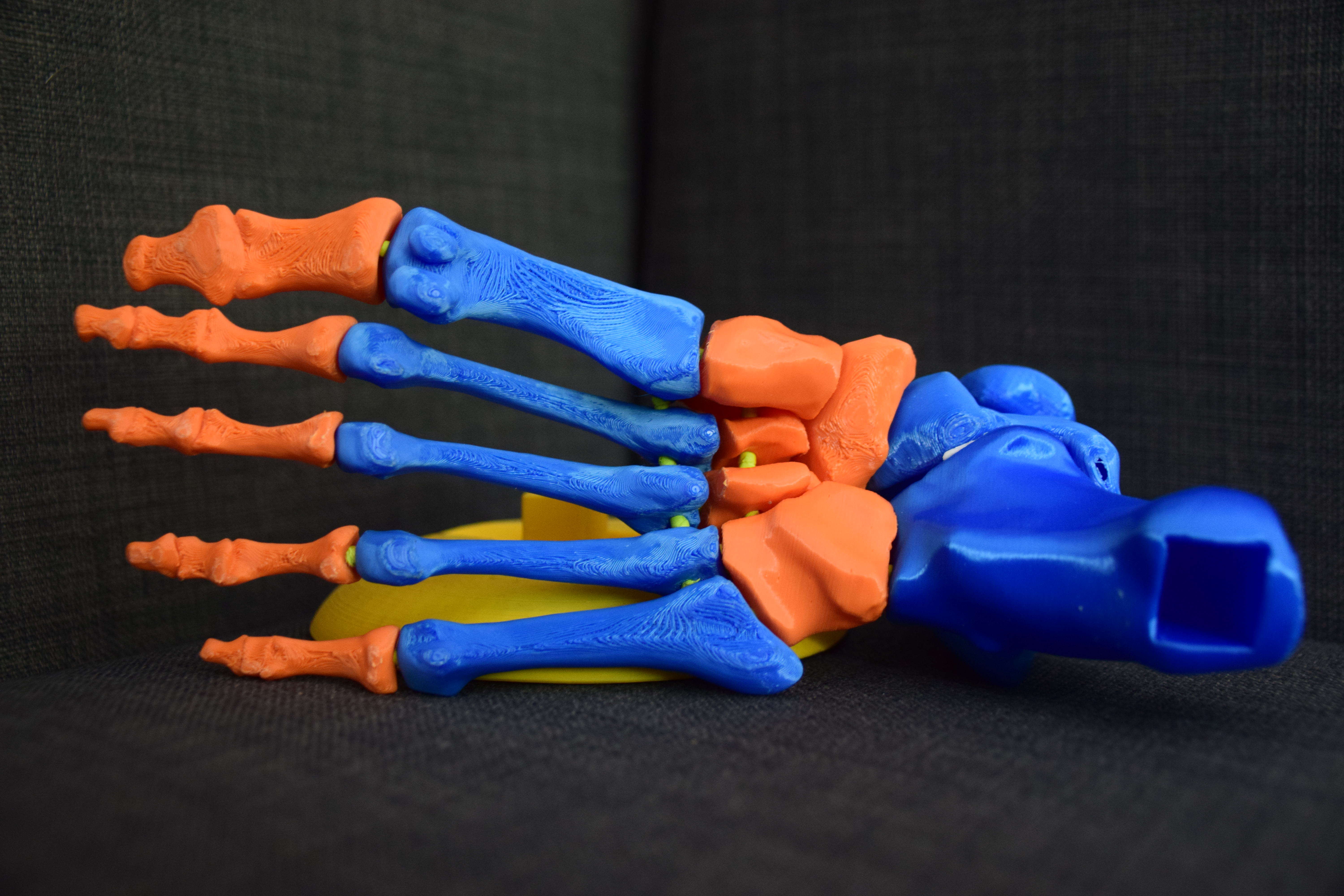 Human Foot Model by BARTACUS | Download free STL model | Printables.com