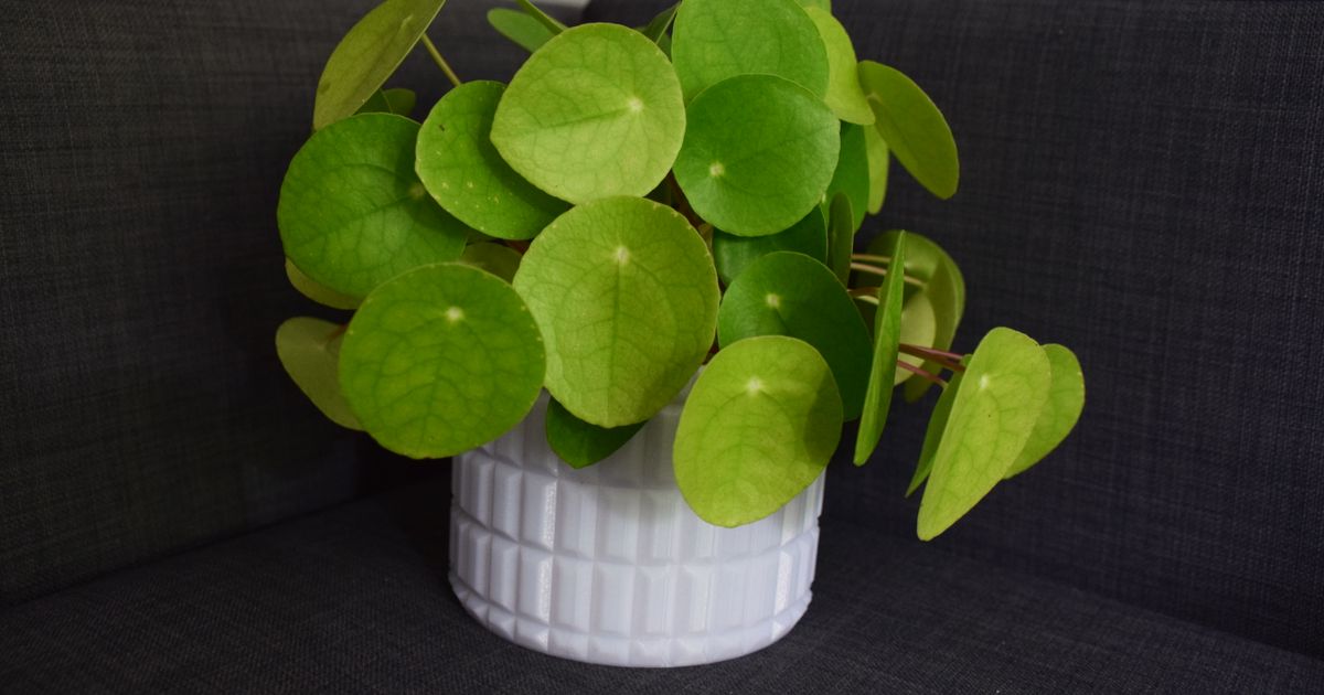 Plant Pot by BARTACUS | Download free STL model | Printables.com