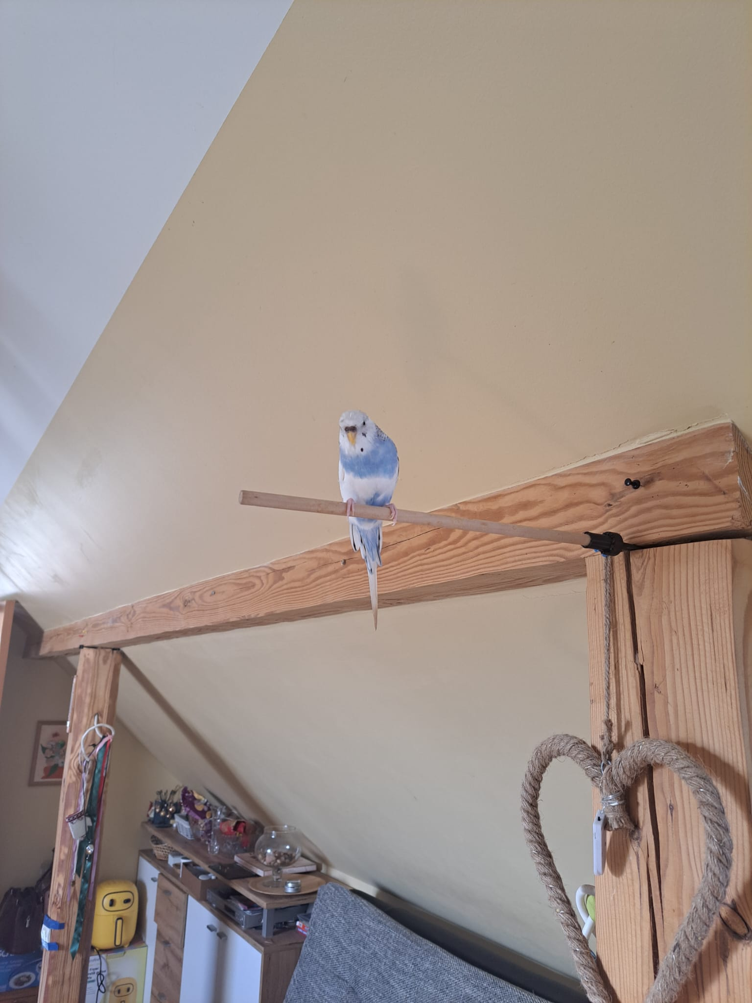 perch for budgie by cheese | Download free STL model | Printables.com