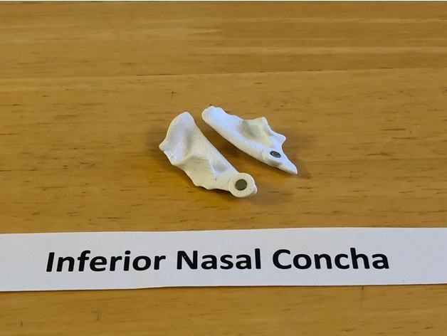 Full Size Anatomically-Correct 18-Piece Magnetic Human Skull Model by ...