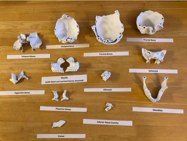 Full Size Anatomically-Correct 18-Piece Magnetic Human Skull Model por ...