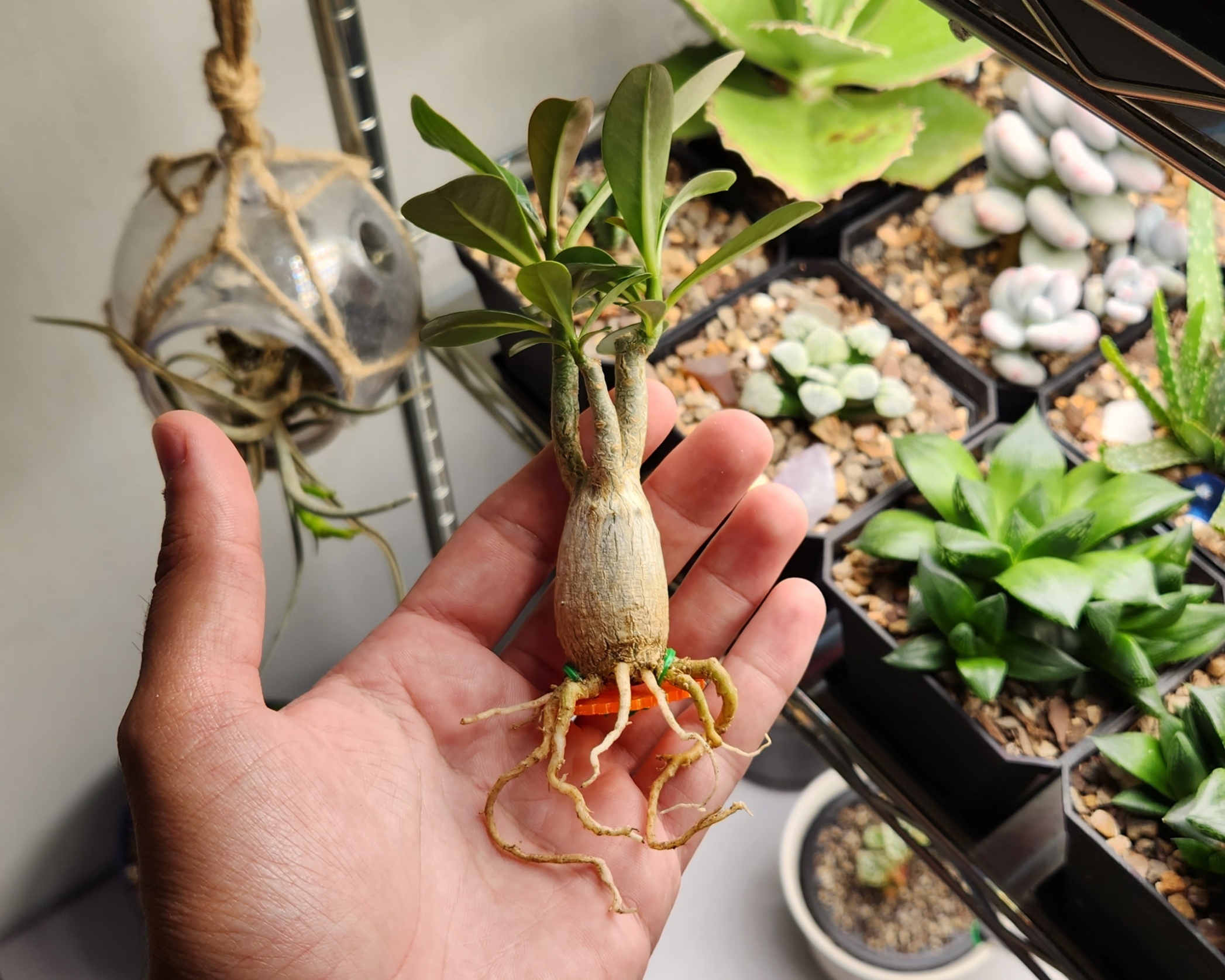 Adenium Caudex and Root Trainer by Gabriel Grais | Download free STL ...