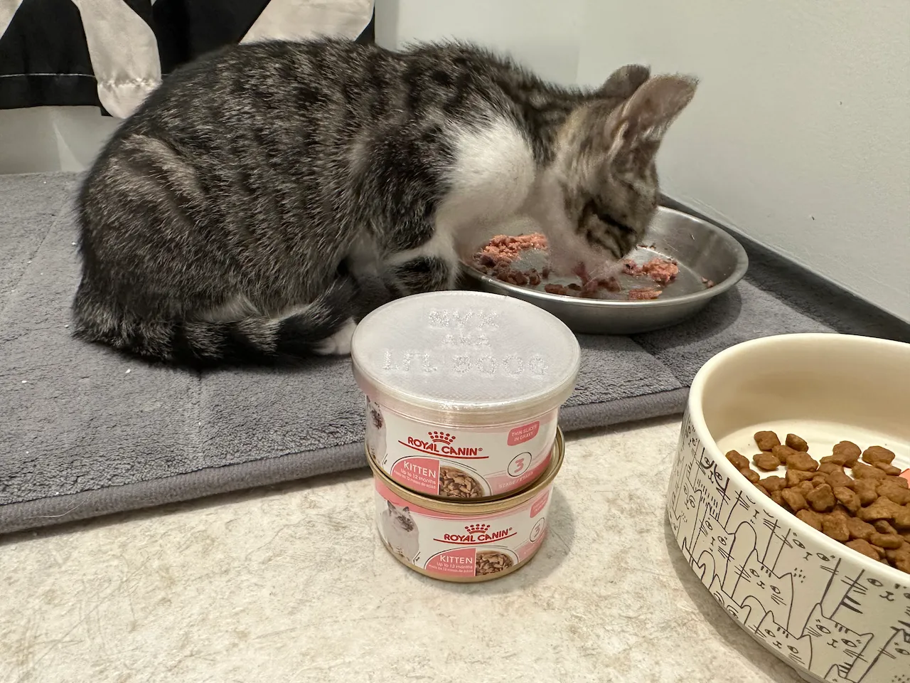 Open Cat Food Can