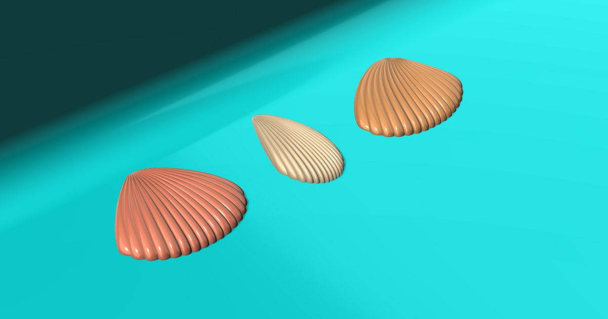 Sea Shells by Pedro Eira | Download free STL model | Printables.com