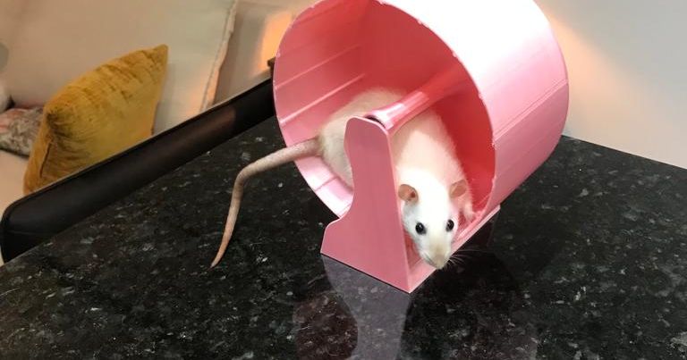 Big rat wheel by ZanaModels3D | Download free STL model | Printables.com