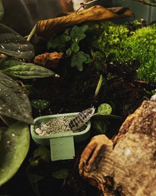 Isopod Feeding Dish by NatureGoblin | Download free STL model ...