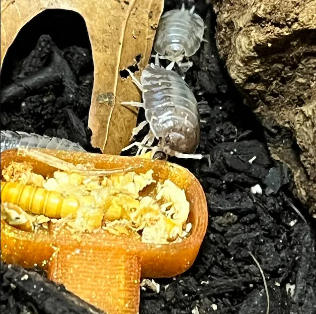 Isopod Feeding Dish by NatureGoblin | Download free STL model ...