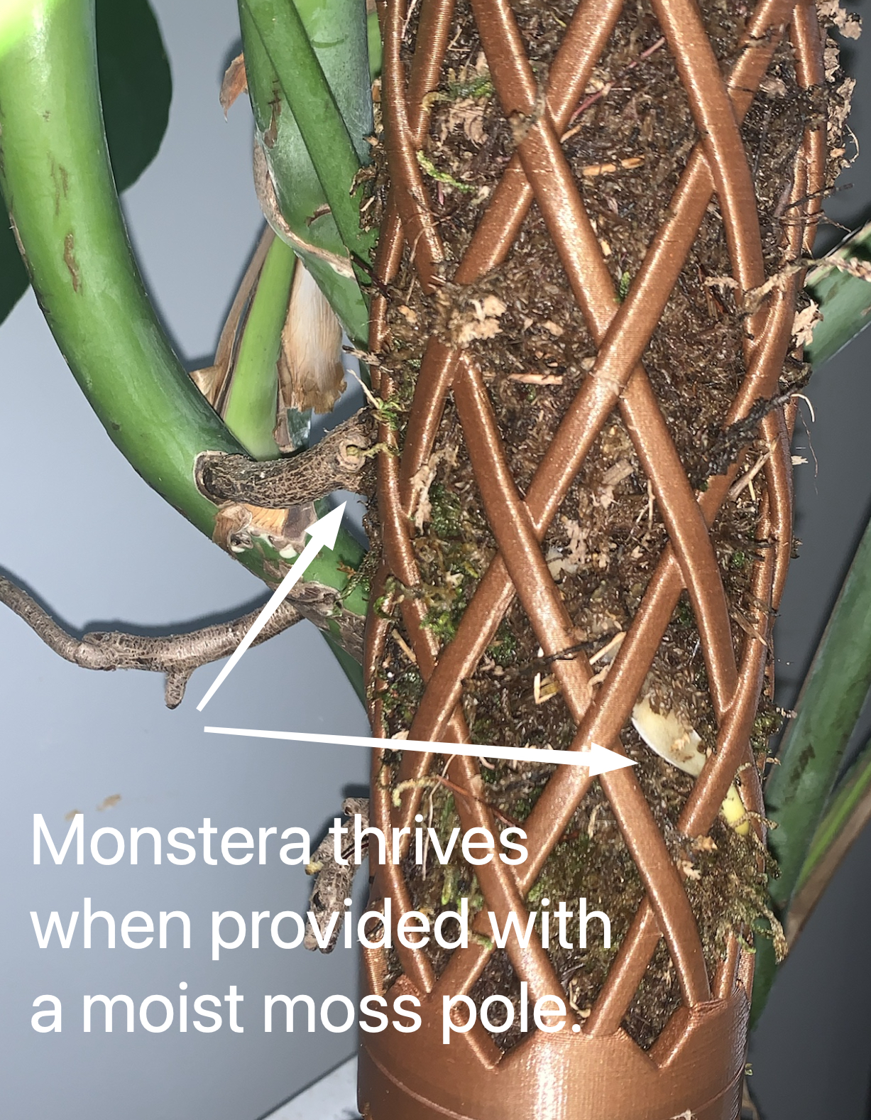 Monstera Moss Pole - MossyHydrator by danec | Download free STL model ...