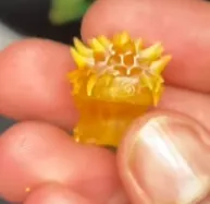 Lego Naruto Hair by rhys does 3d printing | Download free STL model | Printables.com