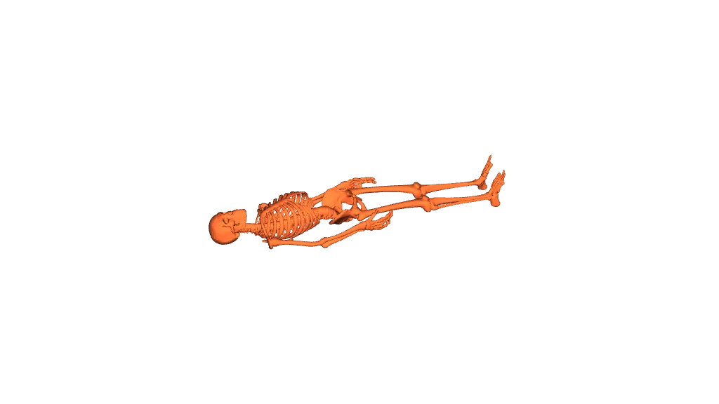 Skeleton by Peter Farell | Download free STL model | Printables.com
