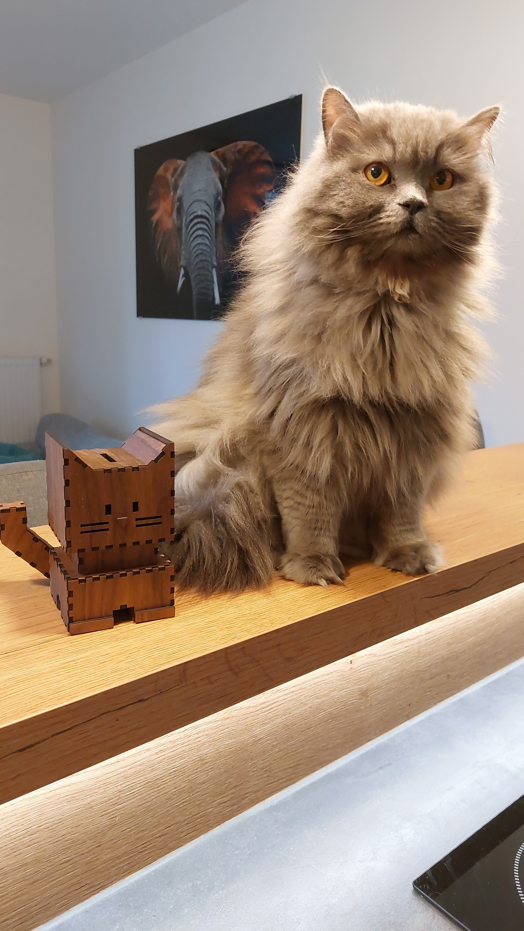 LaserCat by Christian Gfall | Download free STL model | Printables.com