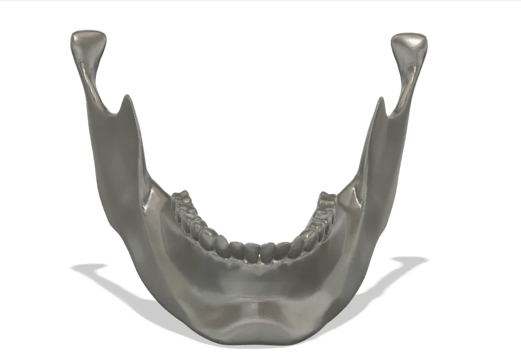 mandible anatomic-jaw by H- printed | Download free STL model ...