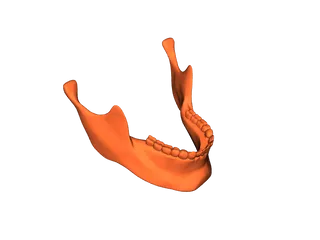 mandible anatomic-jaw by H- printed | Download free STL model ...
