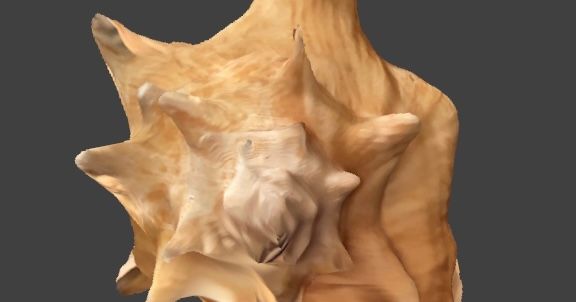 Large Sea Shell scan by yury.dz | Download free STL model | Printables.com