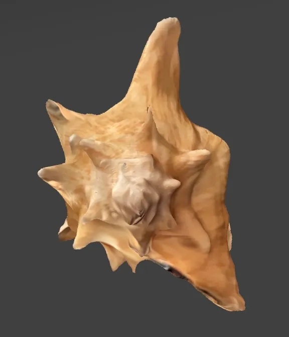 Large Sea Shell scan by yury.dz | Download free STL model | Printables.com