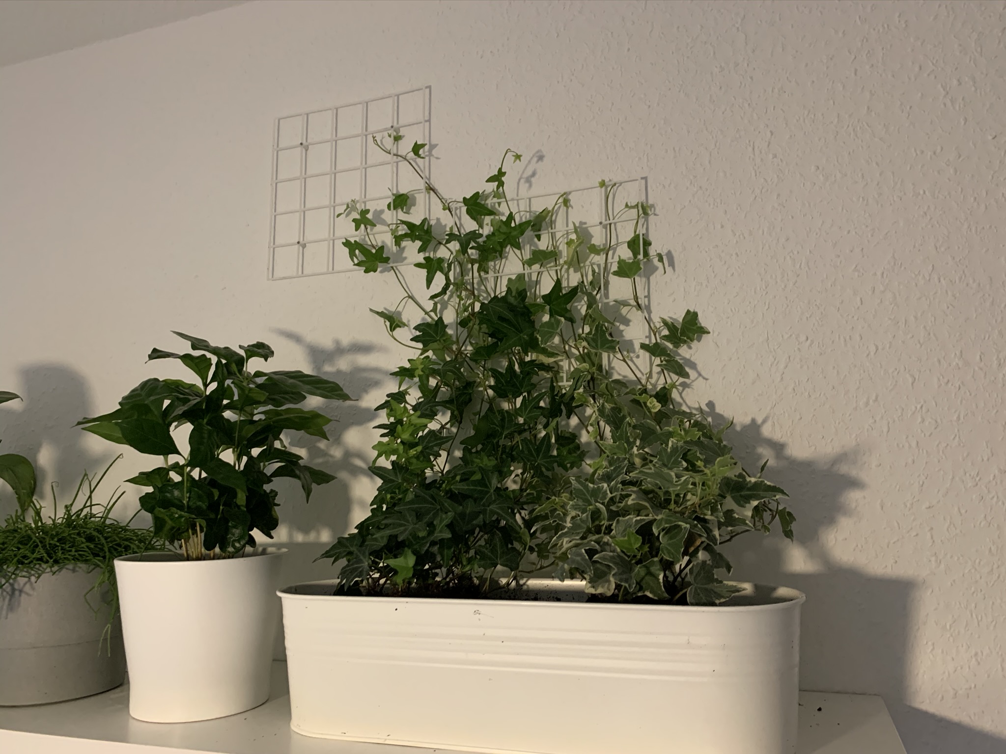 Plant grid for walls by Lions_Art_World | Download free STL model ...