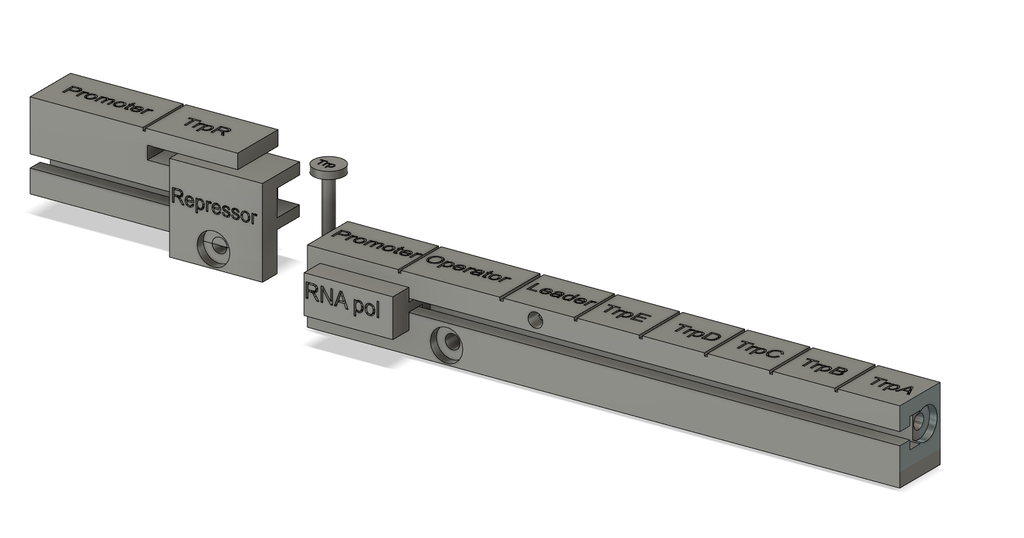 Working model of the trp Operon by Tpaoli | Download free STL model ...