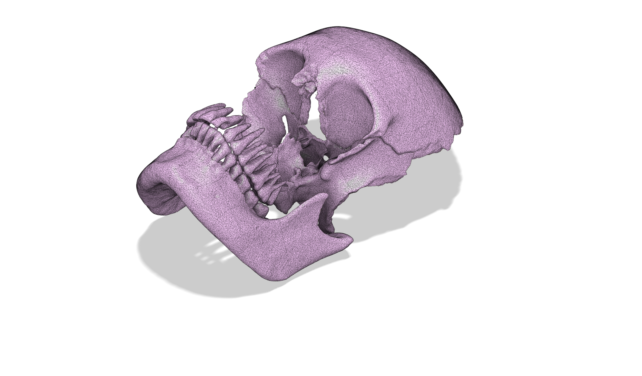 Human skull (exploded) by eurad | Download free STL model | Printables.com