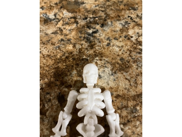 Skeleton by Kaleb08 | Download free STL model | Printables.com