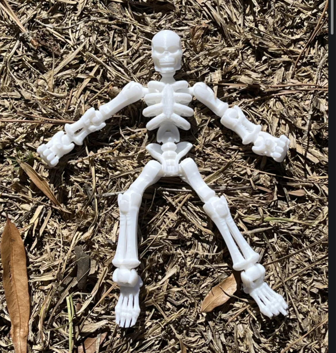 Skeleton by Kaleb08 | Download free STL model | Printables.com