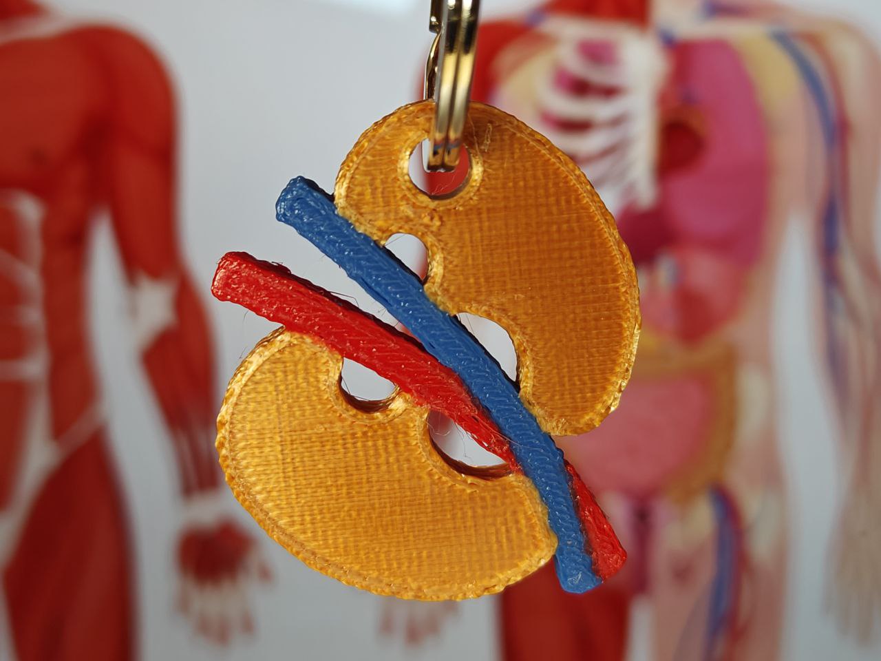 Anatomic Human Kidney Keychain by Alberto | Download free STL model ...