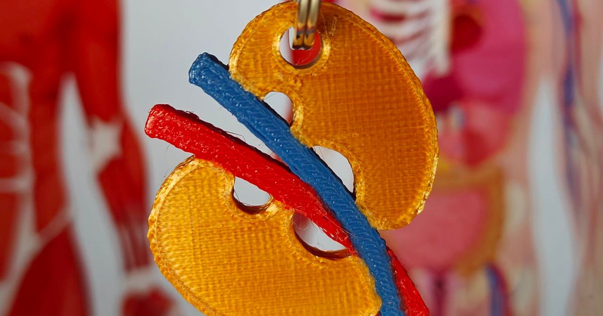 Anatomic Human Kidney Keychain by Alberto | Download free STL model ...