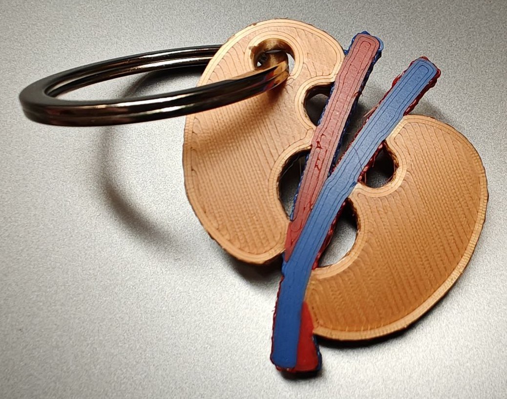 Anatomic Human Kidney Keychain by Alberto | Download free STL model ...