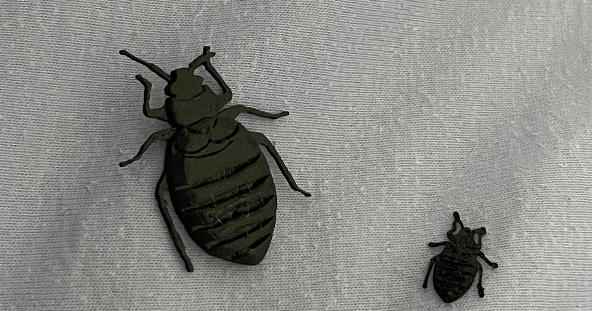 Bed bug - Punaise de lit by jedisct1 | Download free STL model ...