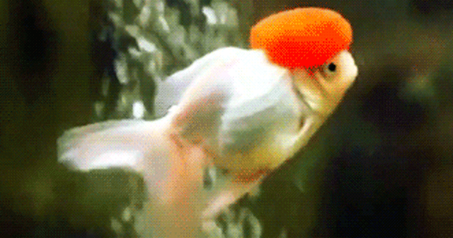 fish by yu pan | Download free STL model | Printables.com