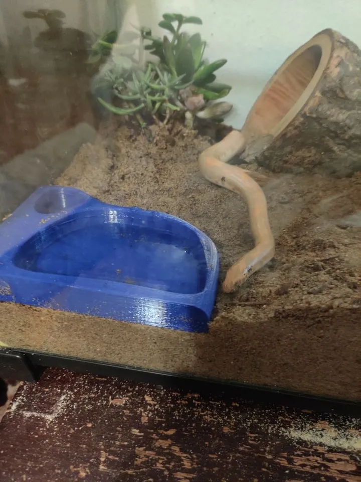 Reptile Food And Water Bowl by marshall rose | Download free STL model ...