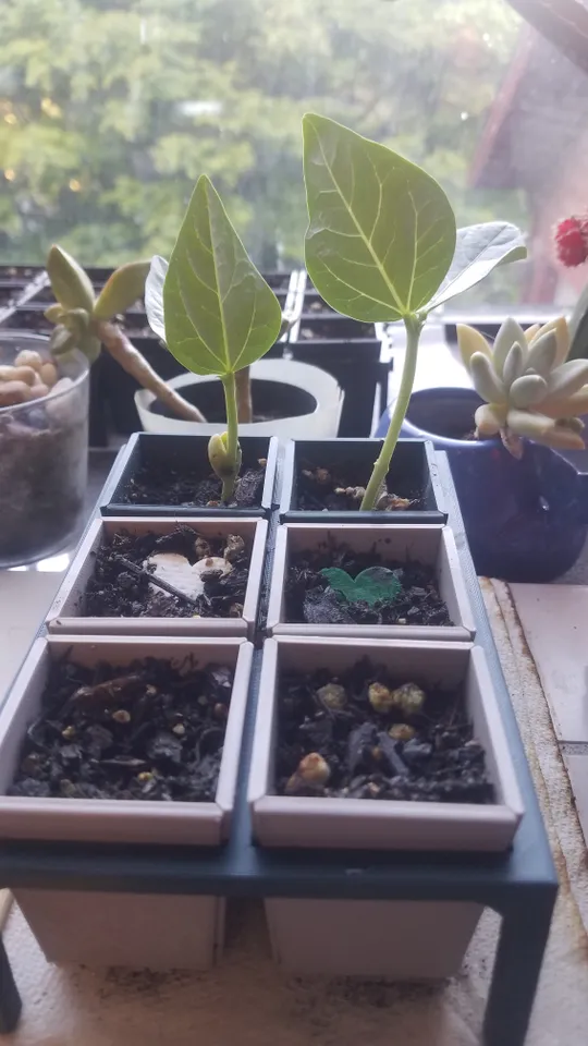 Seed Starter System - Reusable & Print-in-Place by Sean K. | Download ...